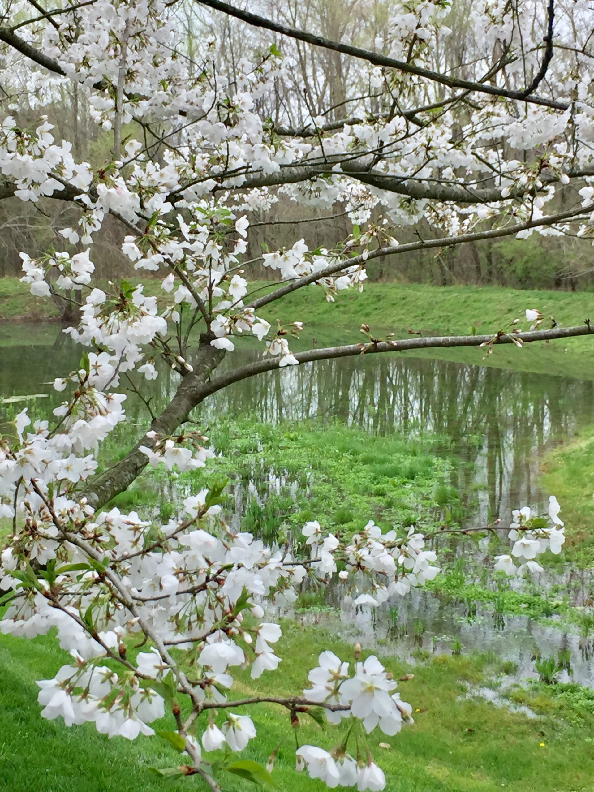 Take In The Springtime – Life Between The Lakes